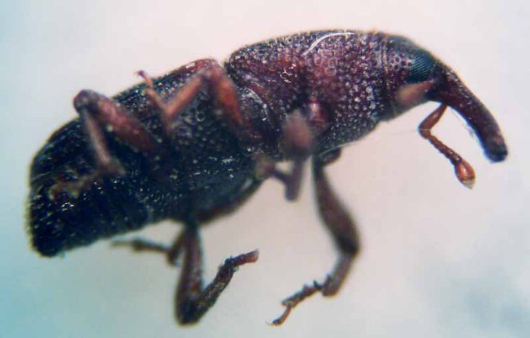 Descubre el Fascinante Origen de los Gorgojos: ¿Cómo Surgieron y se ...